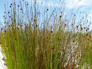 Ficinia Knobby Club Rush - Plants for Spaces