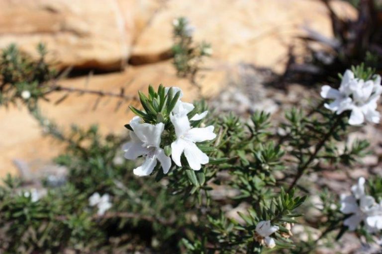 Coastal Rosemary Mundi - Plants for Spaces