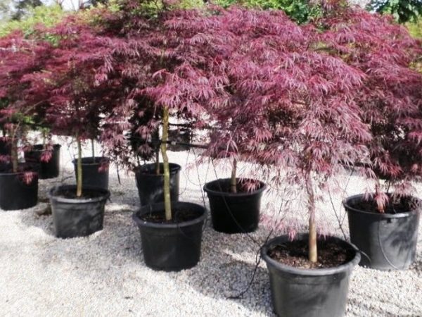Weeping Japanese Maple Inaba Shidare - Plants for Spaces