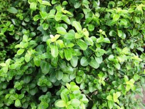 Pittosporum Green Pillar (Vertical Space-Saving Hedge) - Plants for Spaces