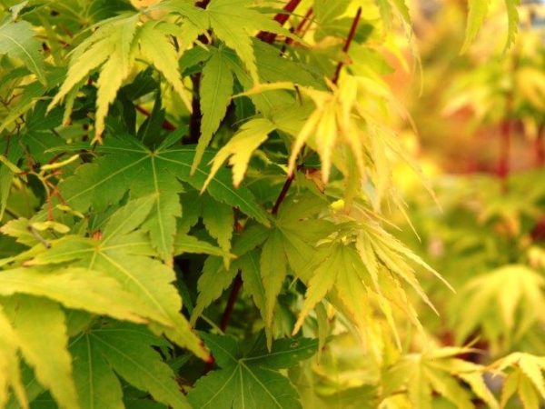 Upright Japanese Maple Senkaki - Plants for Spaces