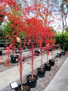Upright Japanese Maple Senkaki - Plants for Spaces