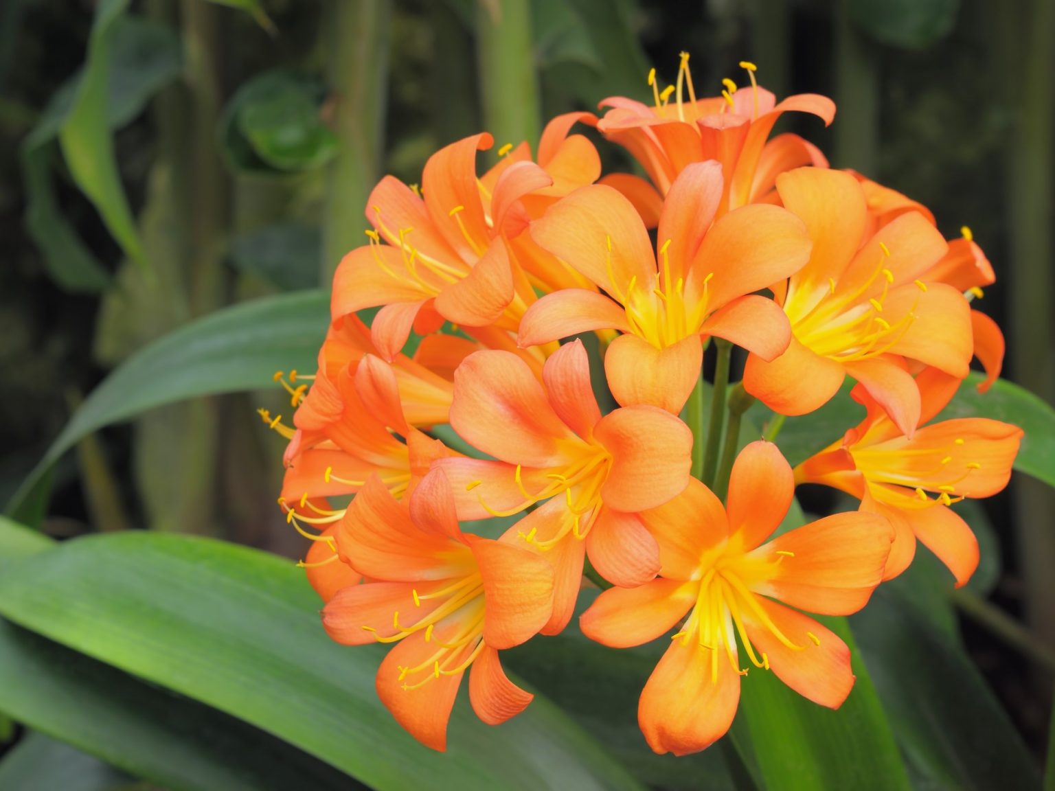 Clivia miniata Belgian Hybrid - Plants for Spaces