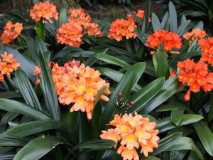 Clivia miniata Belgian Hybrid - Plants for Spaces