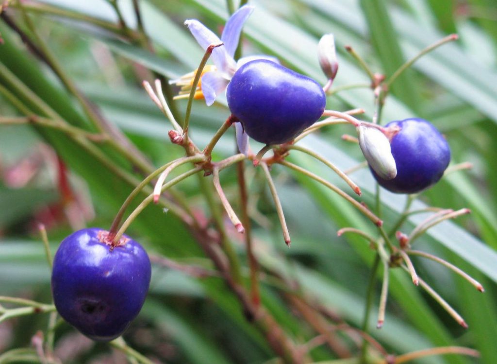 Dianella longifolia - Plants for Spaces