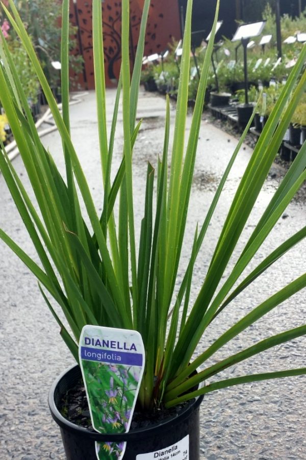 Dianella longifolia - Plants for Spaces