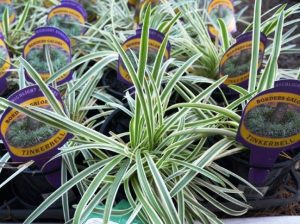 Agapanthus Dwarf Tinkerbell Variegated - Plants for Spaces