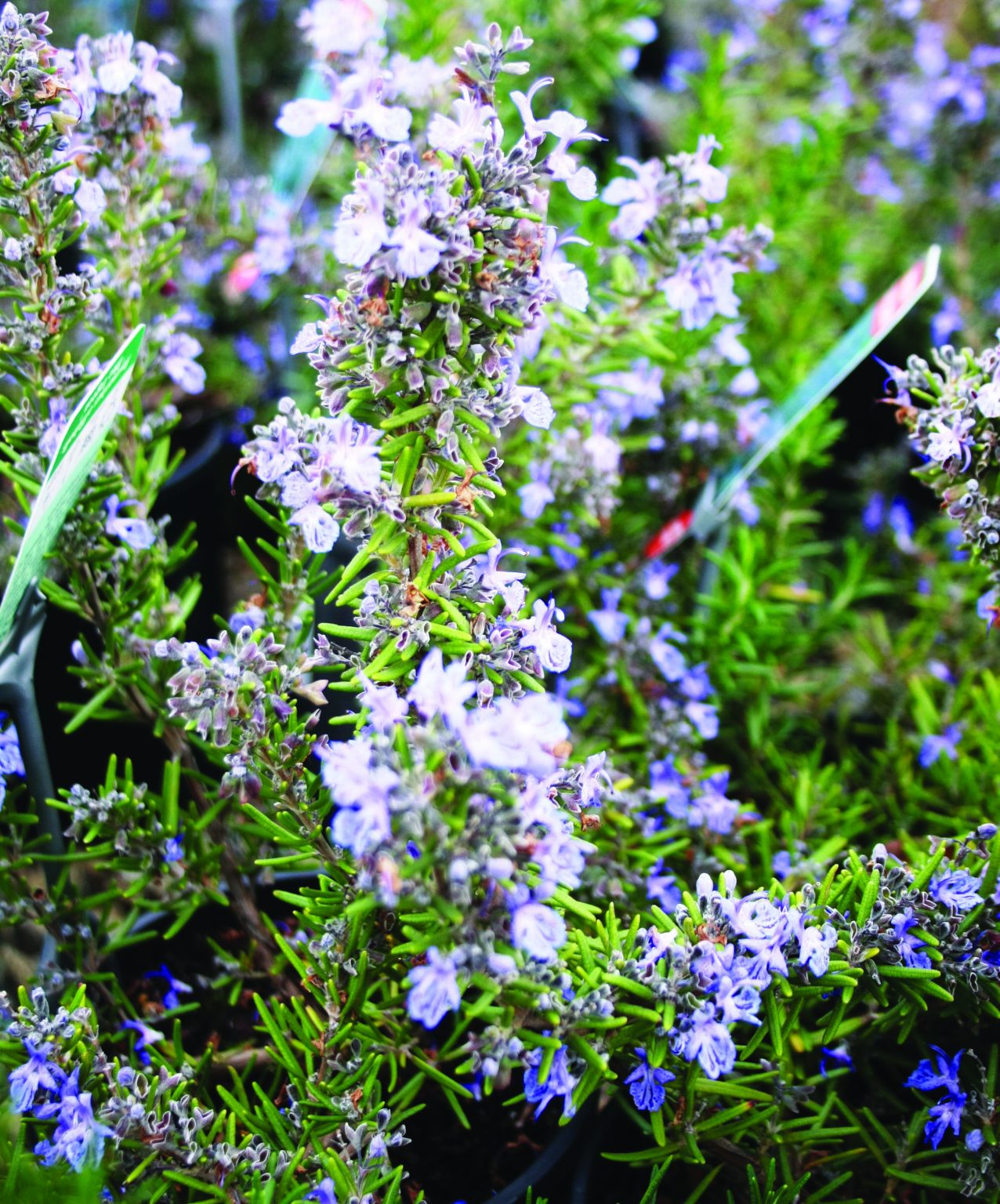 Rosemary Blue Lagoon - Plants for Spaces