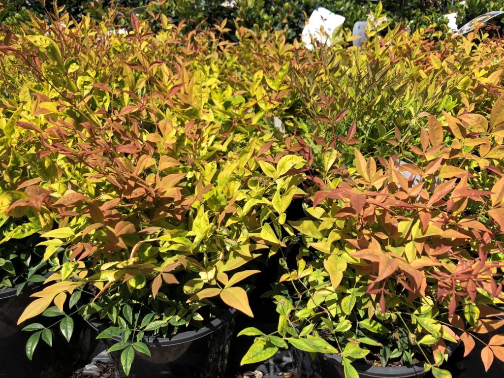 Nandina Gulf Stream - Plants for Spaces