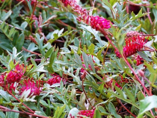 Grevillea - Plants for Spaces