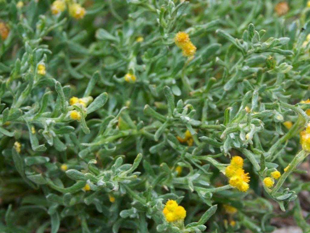 Common Everlasting - Plants for Spaces