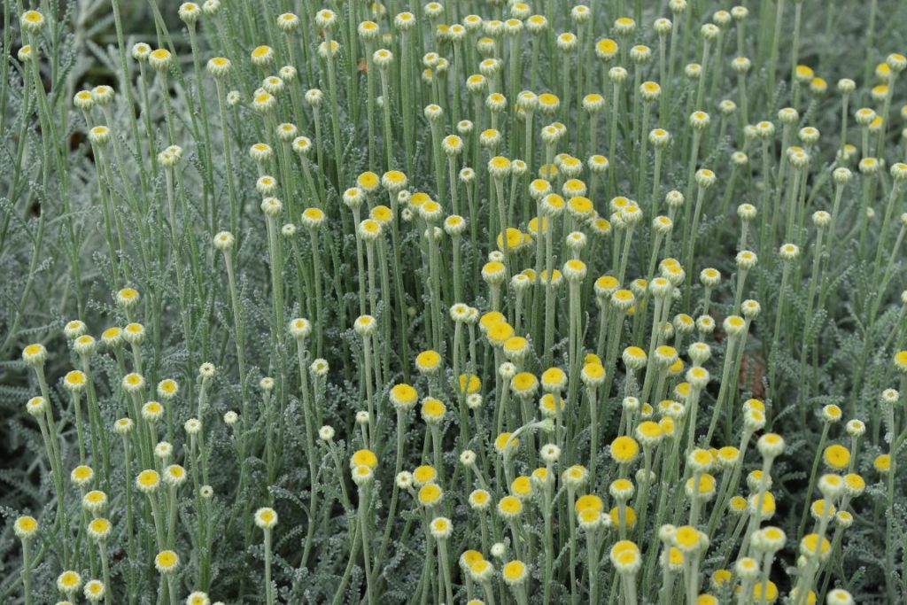 Cotton Lavender - Plants for Spaces