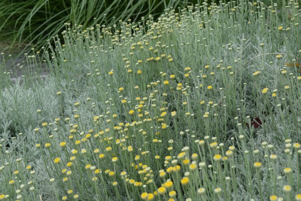 Cotton Lavender - Plants for Spaces