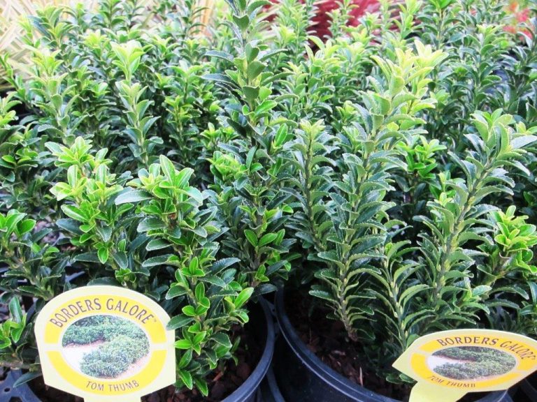 Japanese Spindle Bush Tom Thumb - Plants for Spaces