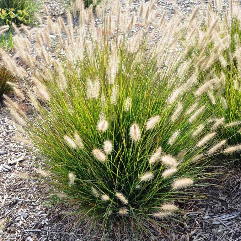 Fountain Grass - Plants for Spaces