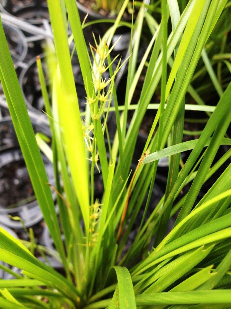 Lomandra Little Lime - Plants for Spaces