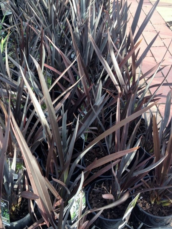 New Zealand Flax Black Rage - Plants for Spaces