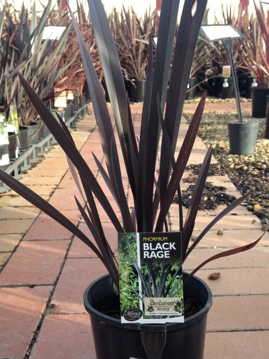 New Zealand Flax Black Rage - Plants for Spaces