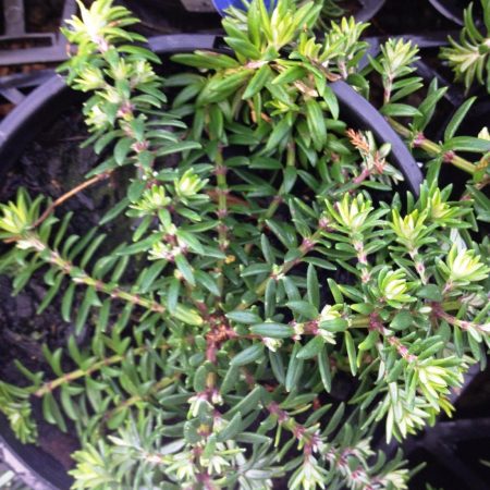 Low Growing Dwarf Hedge Plants for Sale | Plants for Spaces