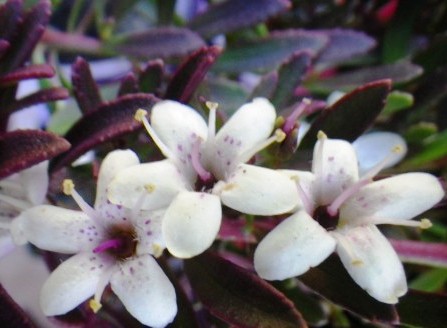 Creeping Boobialla Purple - Plants for Spaces