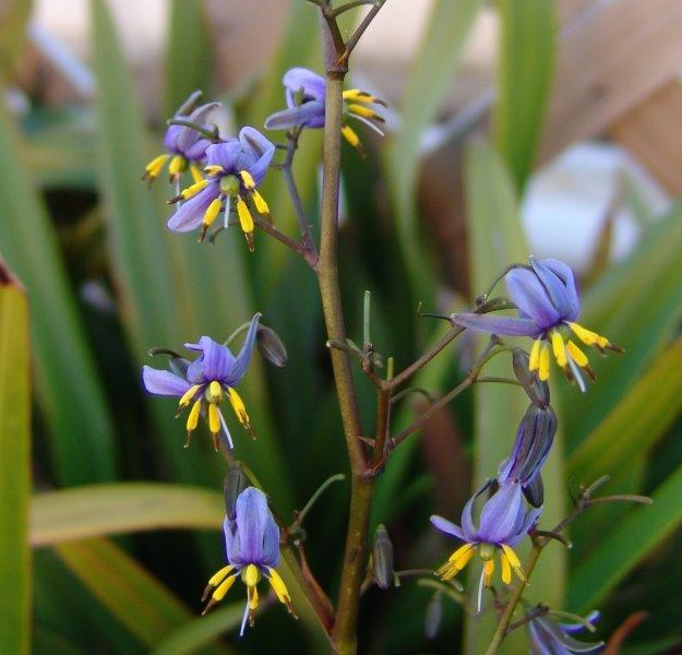 Dianella Tasred - Plants for Spaces