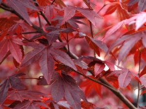 Upright Japanese Maple - Plants for Spaces