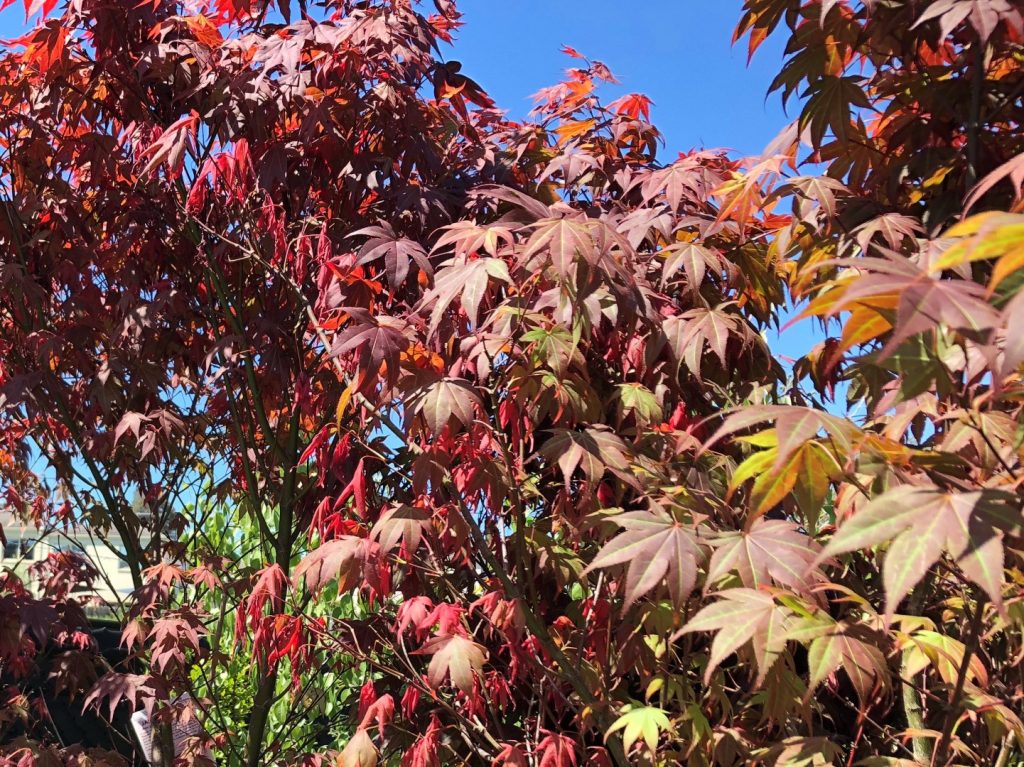Upright Japanese Maple - Plants for Spaces