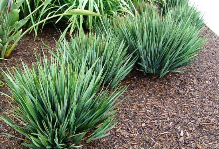 Dianella Little Rev - Plants for Spaces