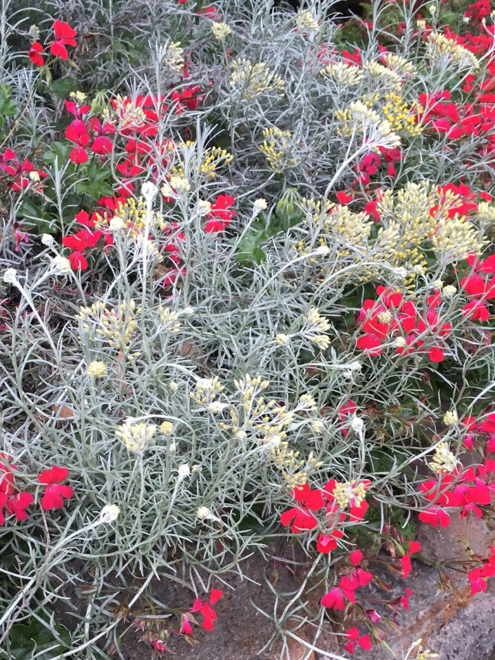 Curry Plant - Plants for Spaces