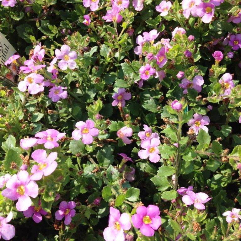 Bacopa Scopia Great Pink - Plants for Spaces