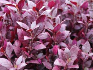 Alternanthera Little Ruby - Plants for Spaces