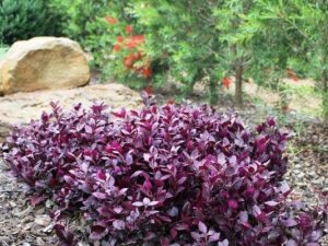 Alternanthera Little Ruby - Plants for Spaces