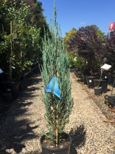 Blue Pencil Pine Conifer - Plants for Spaces