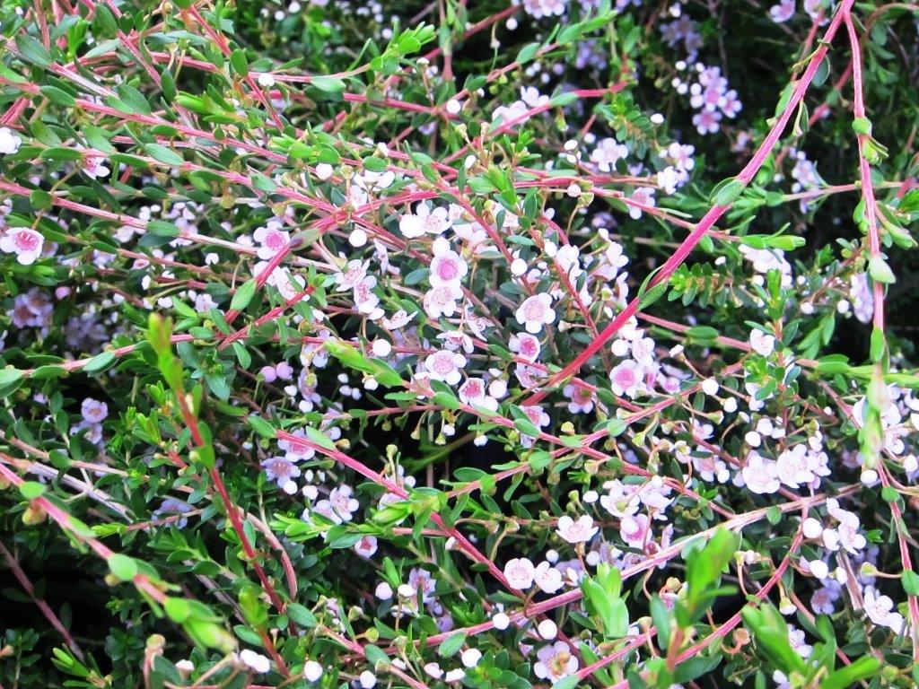 Thryptomene - Plants for Spaces