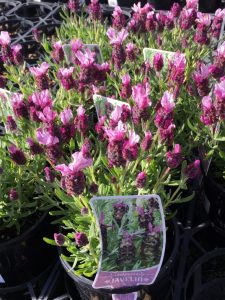 Low Growing Dwarf Hedge Plants for Sale | Plants for Spaces