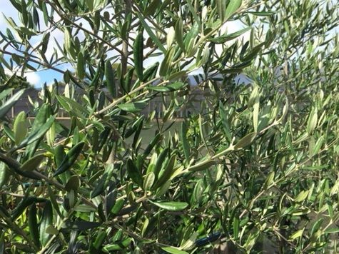 Olive Tolleys Upright - Plants for Spaces