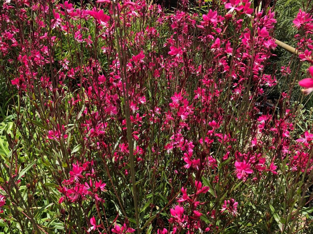 Gaura Belleza Dark Pink - Plants for Spaces