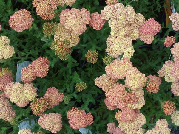 Yarrow Desert Eve Terracotta - Plants for Spaces