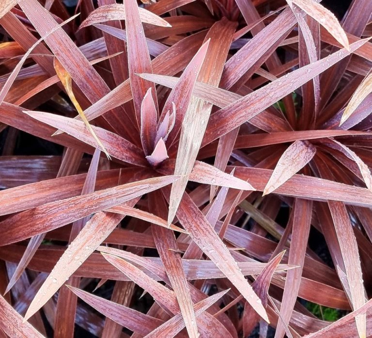 Cordyline Red Star - Plants for Spaces