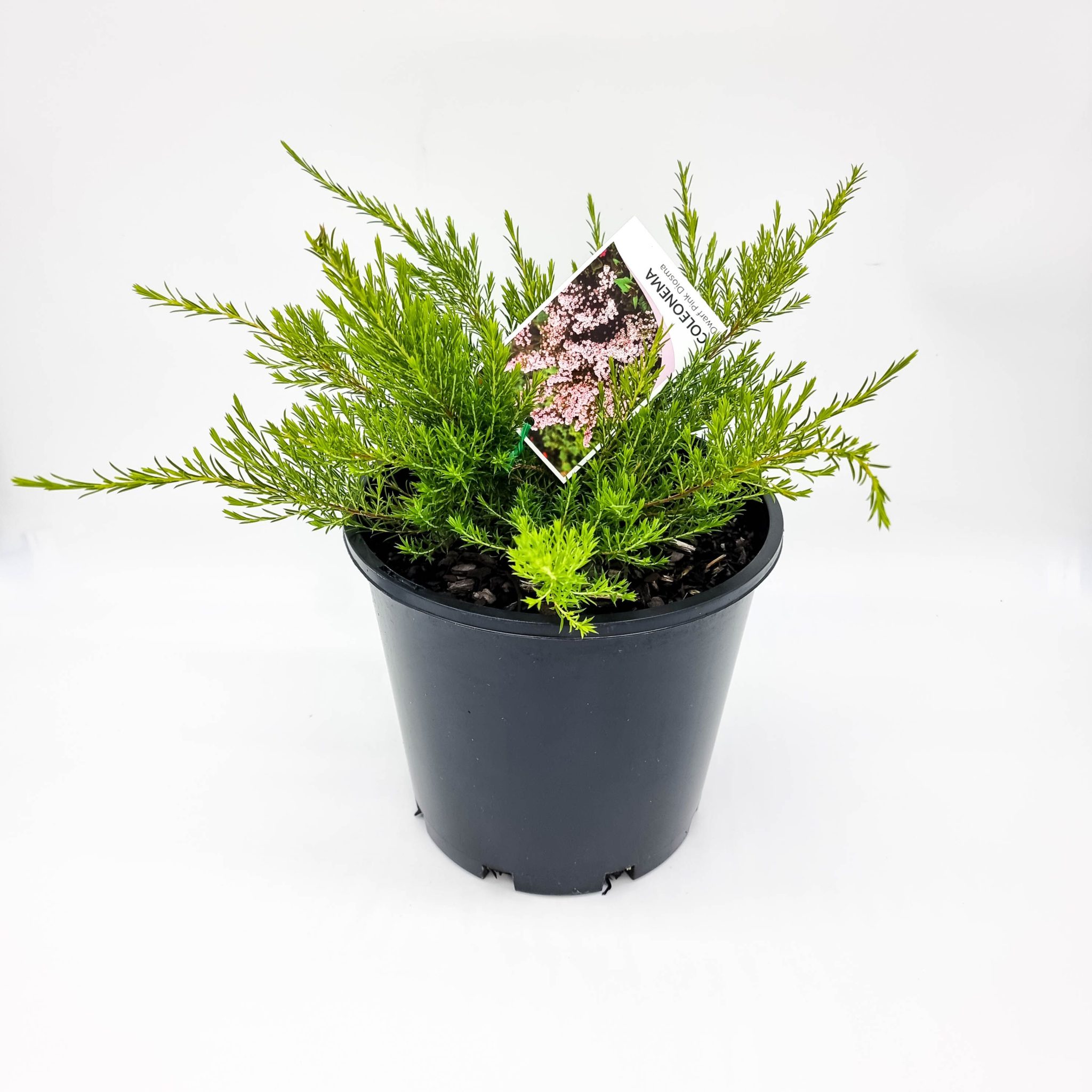 Golden Diosma - Plants for Spaces