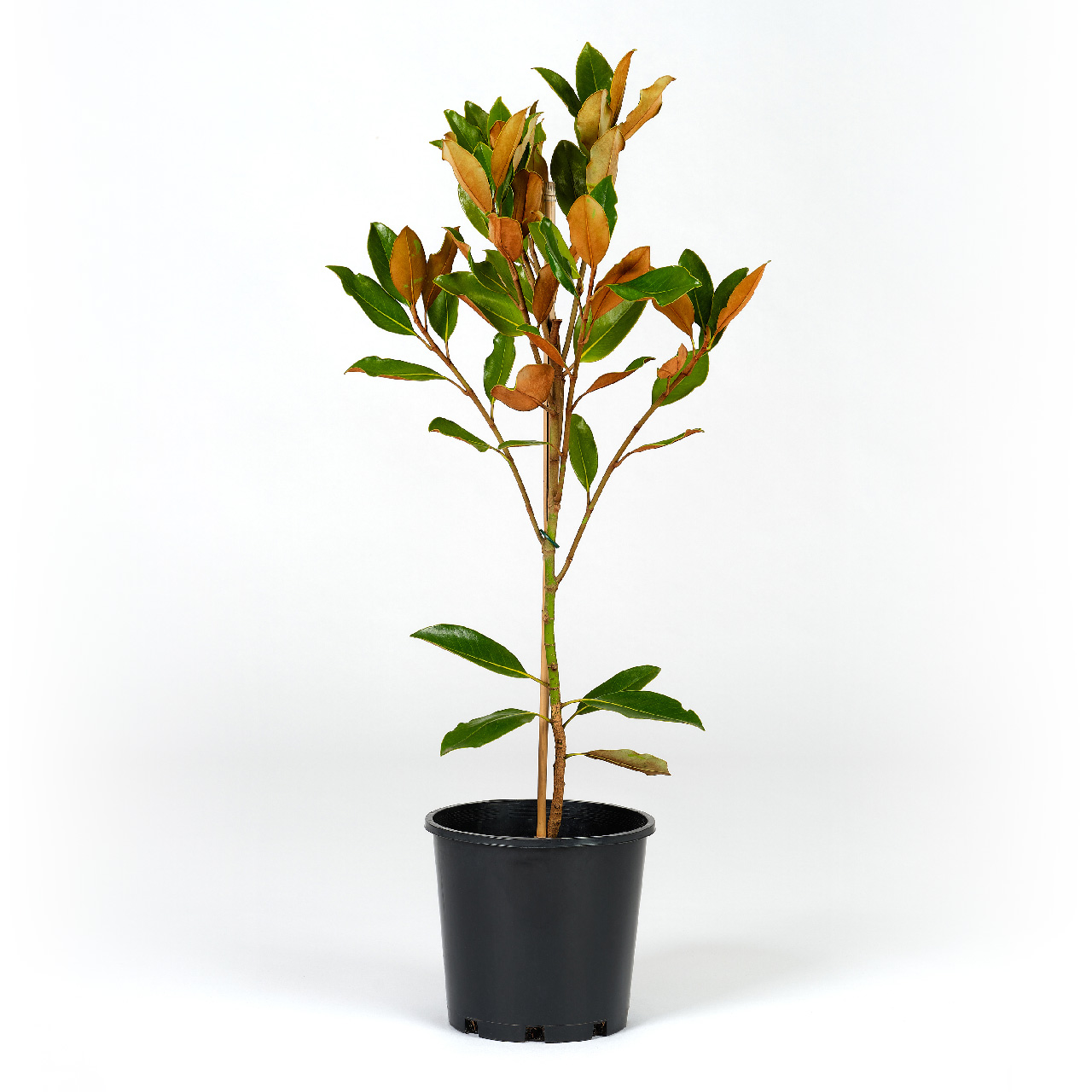 Magnolia Little Gem - Plants for Spaces