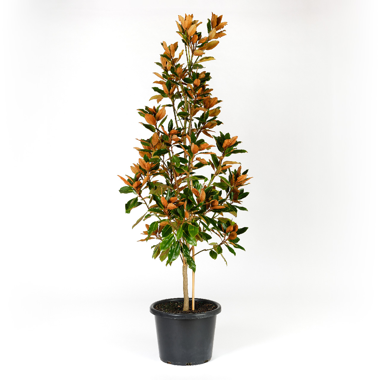 Magnolia Little Gem - Plants for Spaces