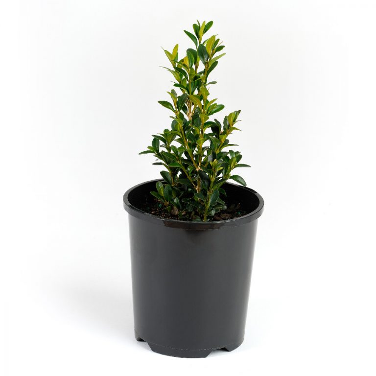 Low Growing Dwarf Hedge Plants for Sale | Plants for Spaces