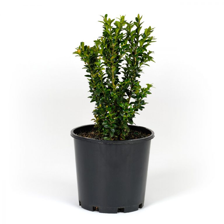 English Box - Plants for Spaces