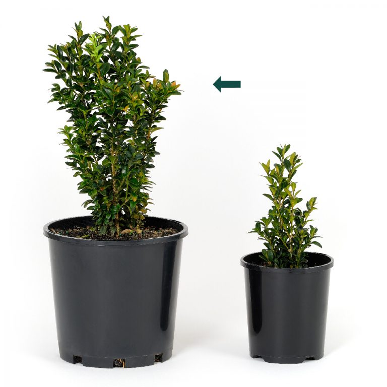 English Box - Plants for Spaces