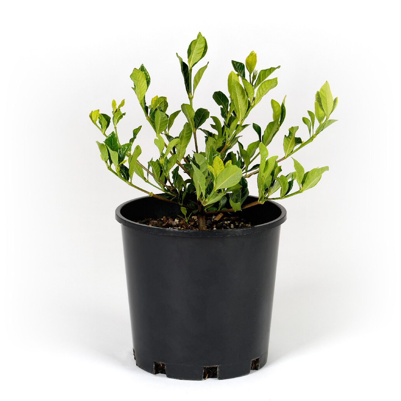 Gardenia Florida - Plants for Spaces