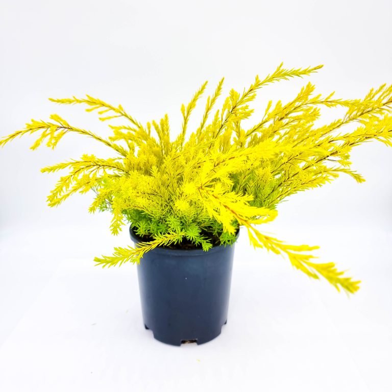 Golden Diosma - Plants for Spaces