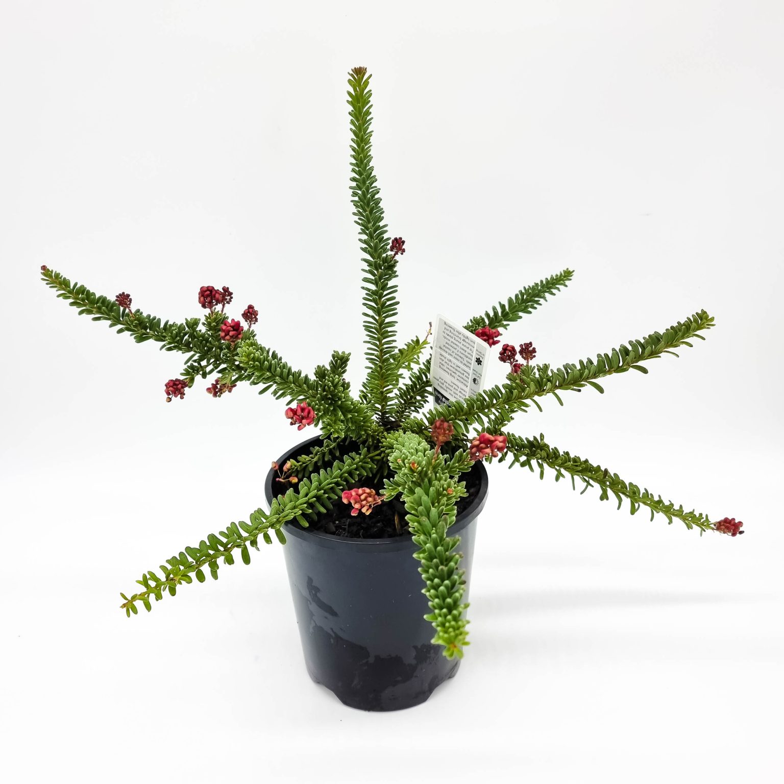Grevillea - Plants for Spaces