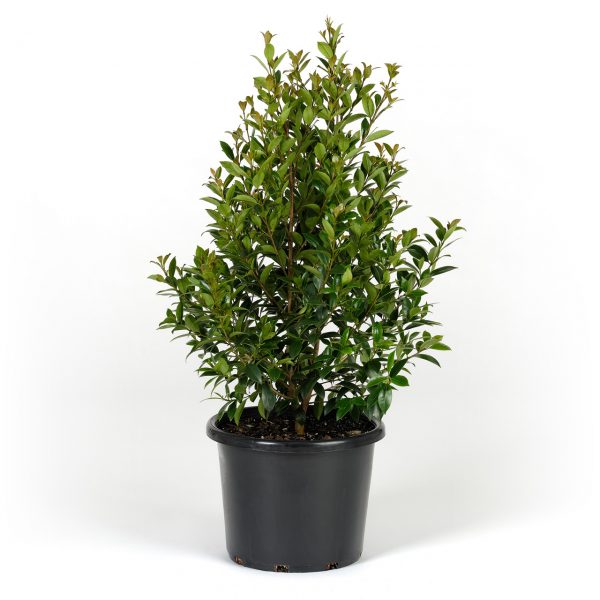 Meridian Estate - Plants for Spaces