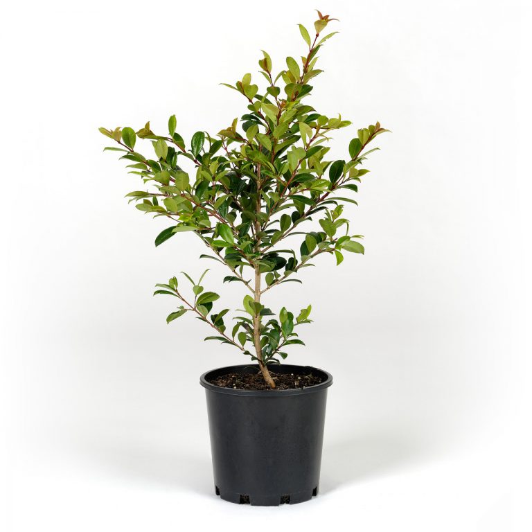 Lilly Pilly Resilience - Plants for Spaces